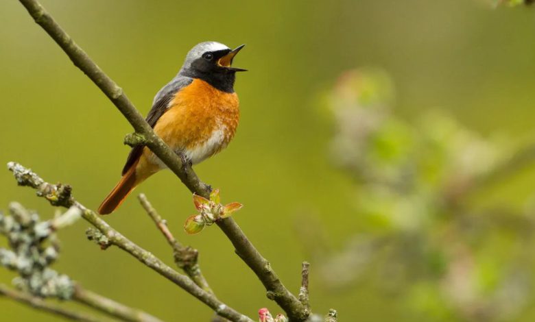 روز جهانی کر سحرگاهی پرندگان (International Dawn Chorus Day)